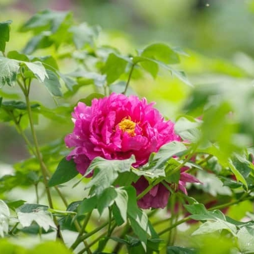 シャクヤクの花言葉や誕生花・特徴・由来・英名など一挙紹介！
